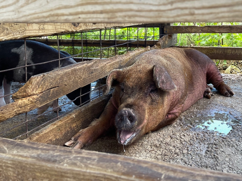 Farming In Long Island | The Bahamian Project