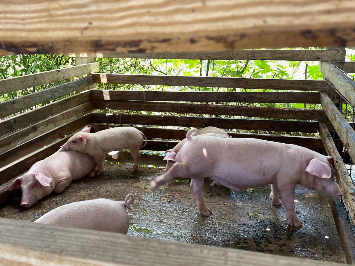 Farming In Long Island | The Bahamian Project