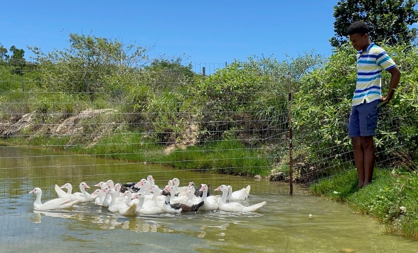 Farming In Long Island | The Bahamian Project