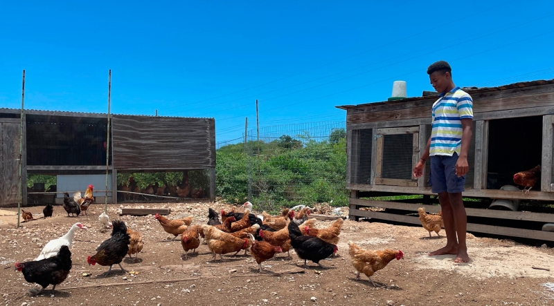 Farming In Long Island | The Bahamian Project