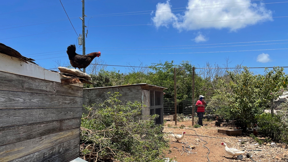 Farming In Long Island | The Bahamian Project
