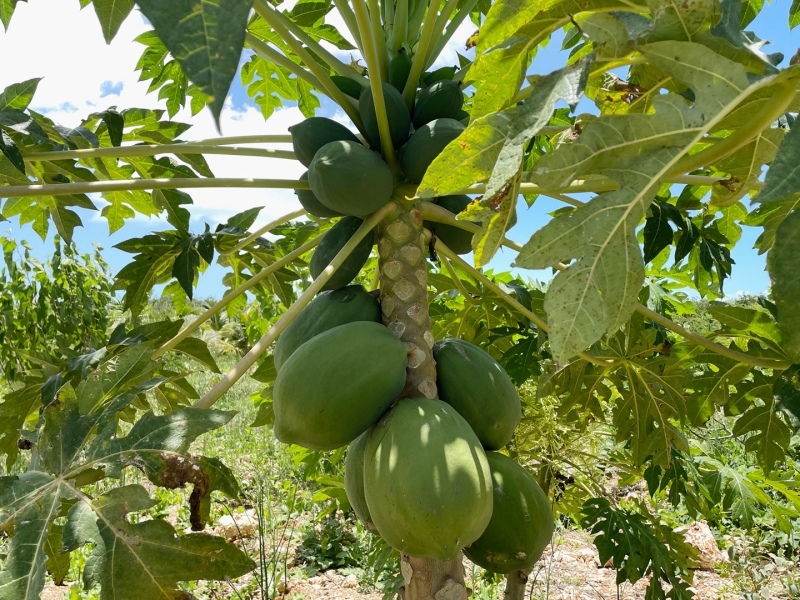 Farming In Long Island | The Bahamian Project