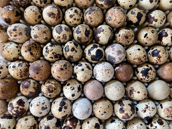 Farming In Long Island | The Bahamian Project