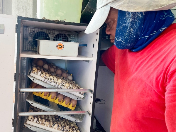 Farming In Long Island | The Bahamian Project