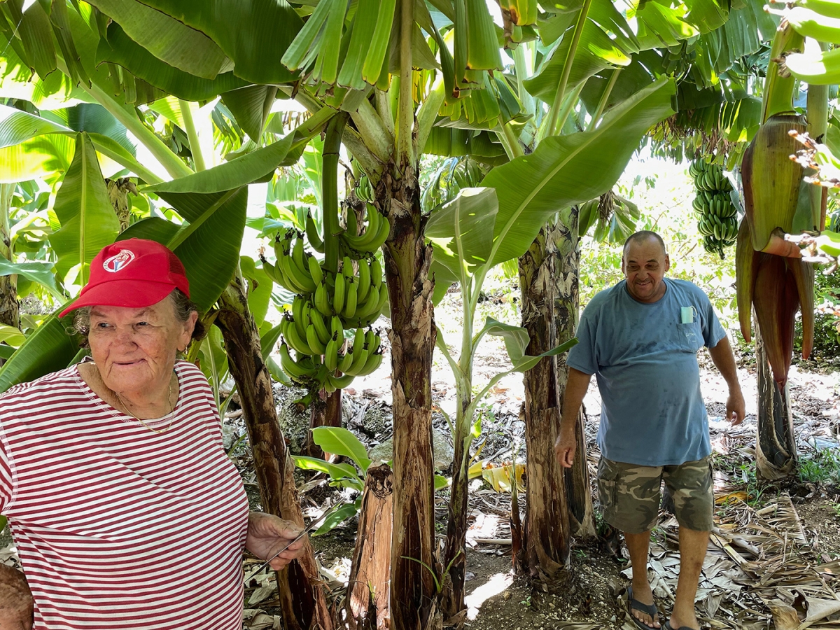 Farming In Long Island | The Bahamian Project