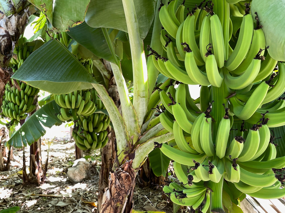 Farming In Long Island | The Bahamian Project