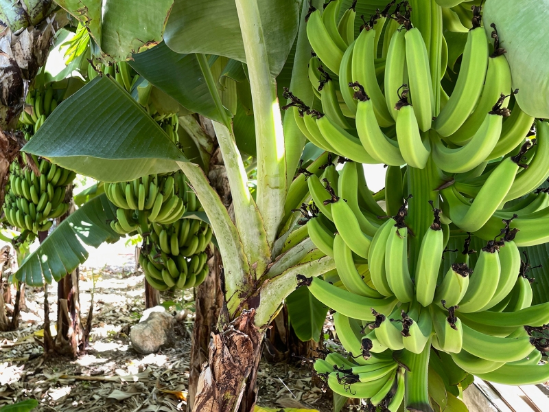 Farming In Long Island | The Bahamian Project