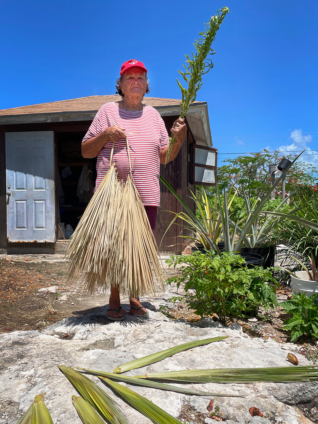 Farming In Long Island | The Bahamian Project