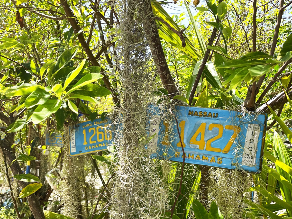 Farming In Long Island | The Bahamian Project
