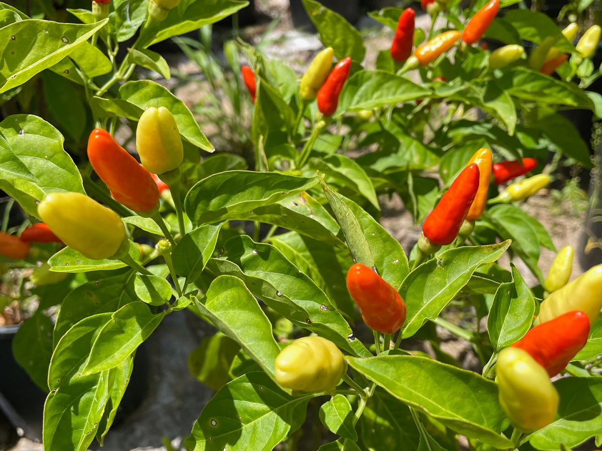 Farming In Long Island | The Bahamian Project