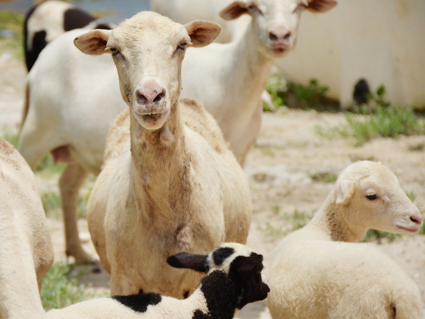 Farming In Long Island | The Bahamian Project