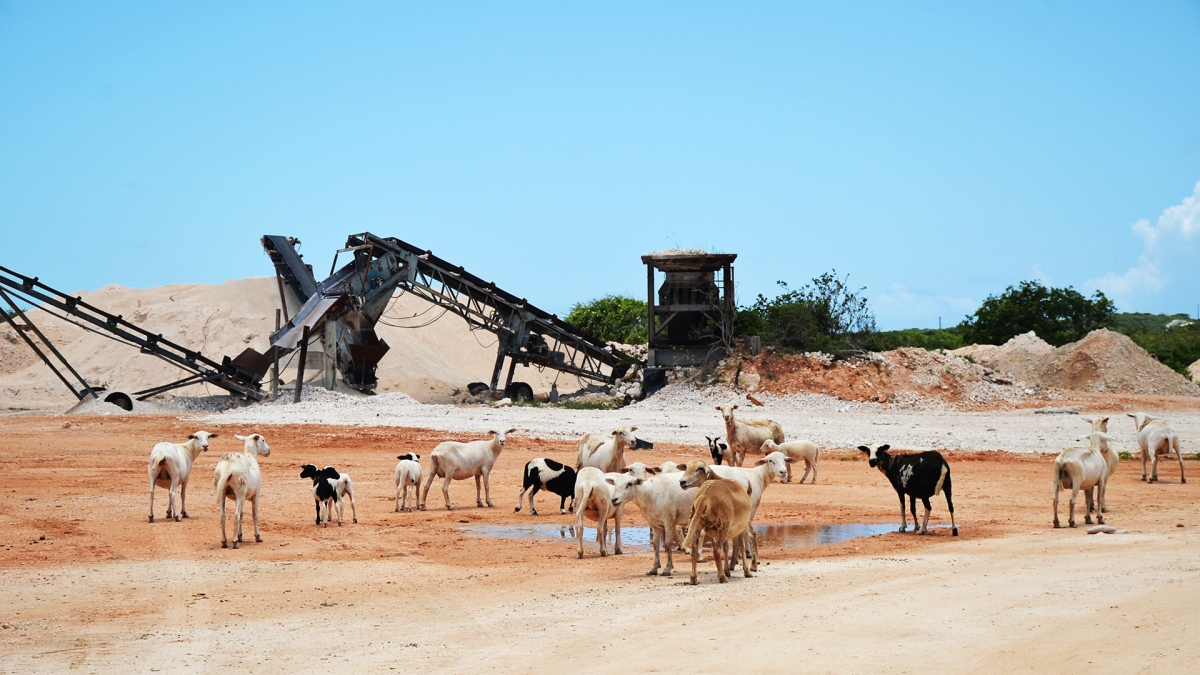 Farming In Long Island | The Bahamian Project