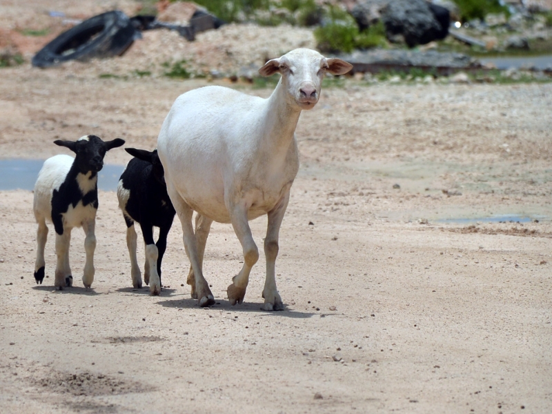 Farming In Long Island | The Bahamian Project