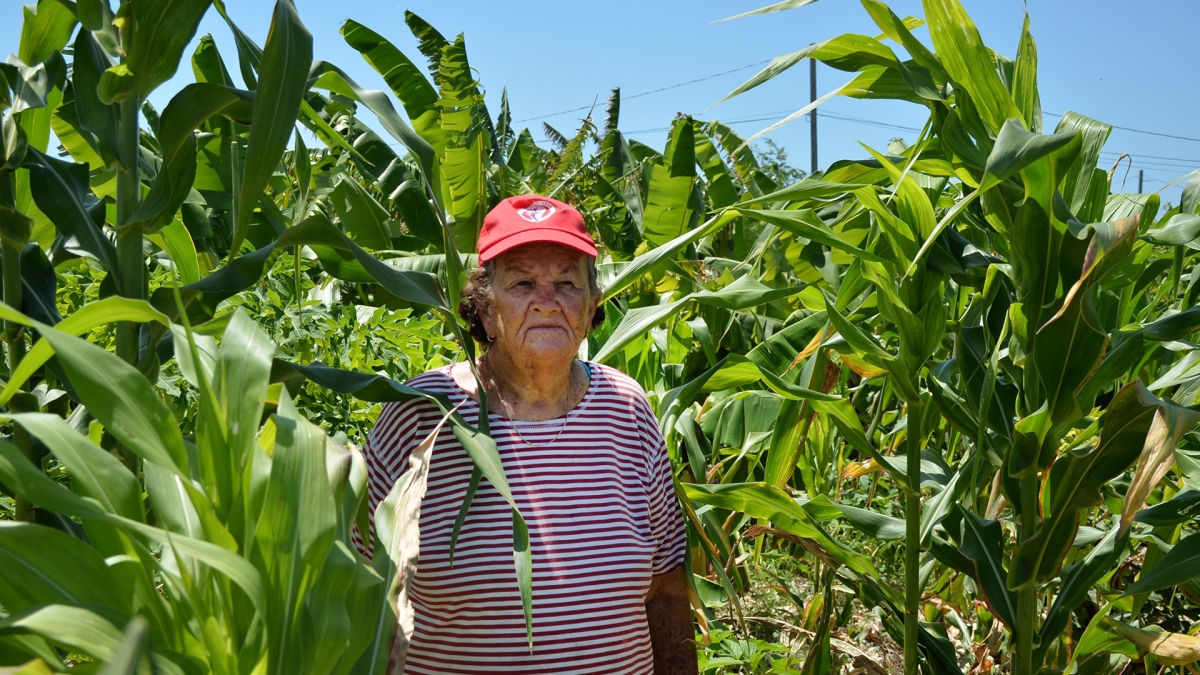 Farming In Long Island | The Bahamian Project
