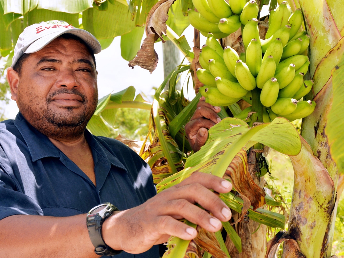 Farming In Long Island | The Bahamian Project