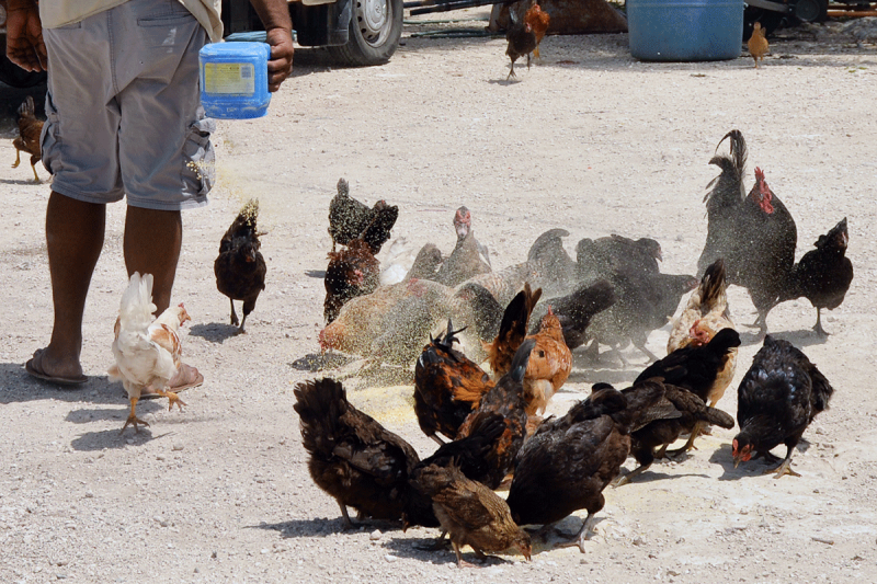 Farming In Long Island | The Bahamian Project