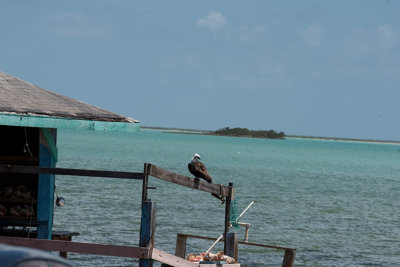 A Long Island Excursion | The Bahamian Project