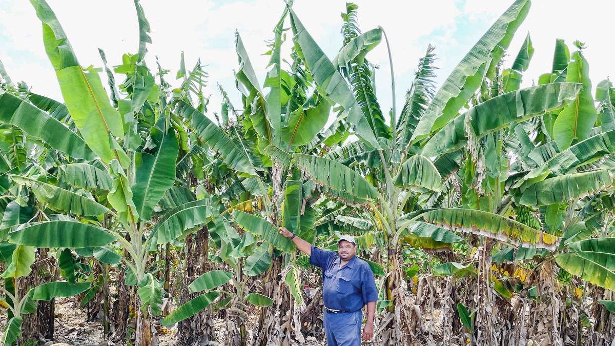 Farming In Long Island | The Bahamian Project