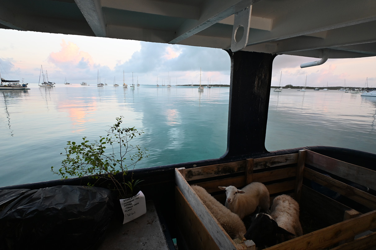 Long Live The Mailboat | The Bahamian Project